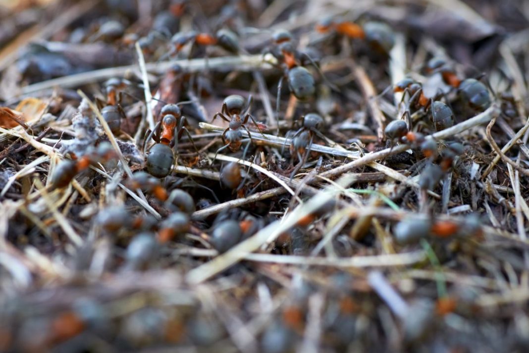 La fourmi rouge ou myrmica rubra - Anti Fourmis