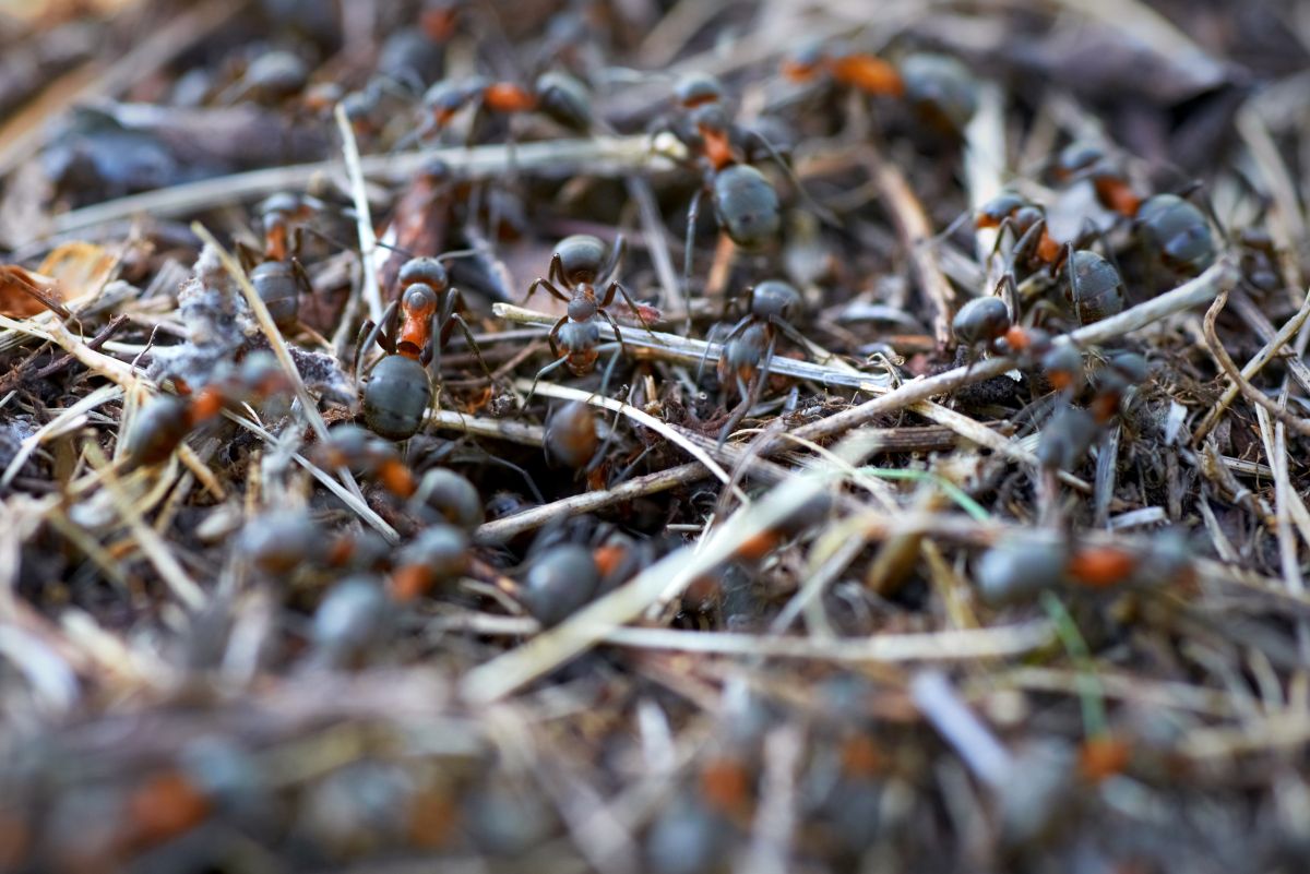 La fourmi rouge ou myrmica rubra - Anti Fourmis